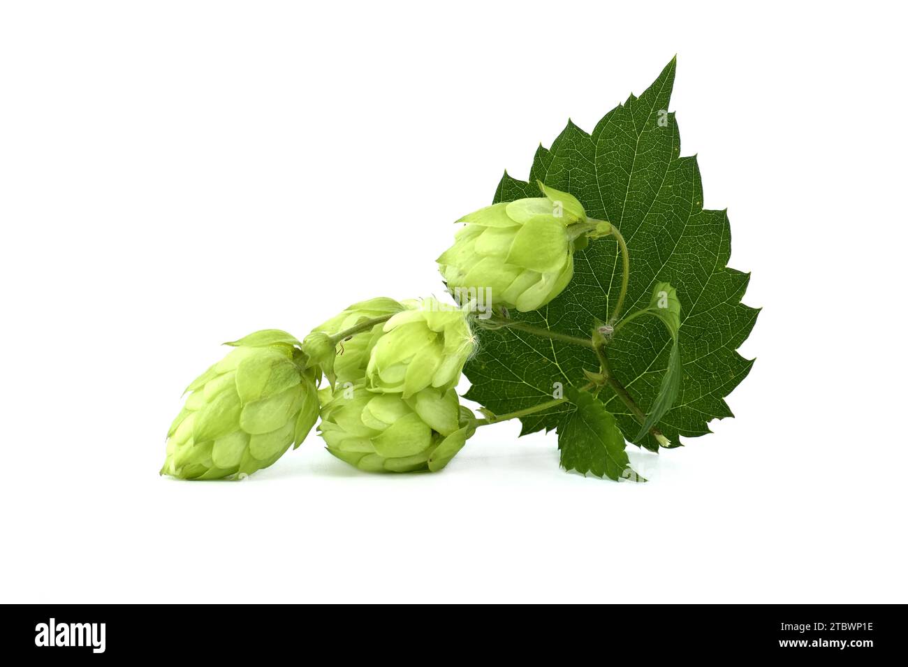 Hop cones with leaf, fresh green hops branch isolated on a white ...