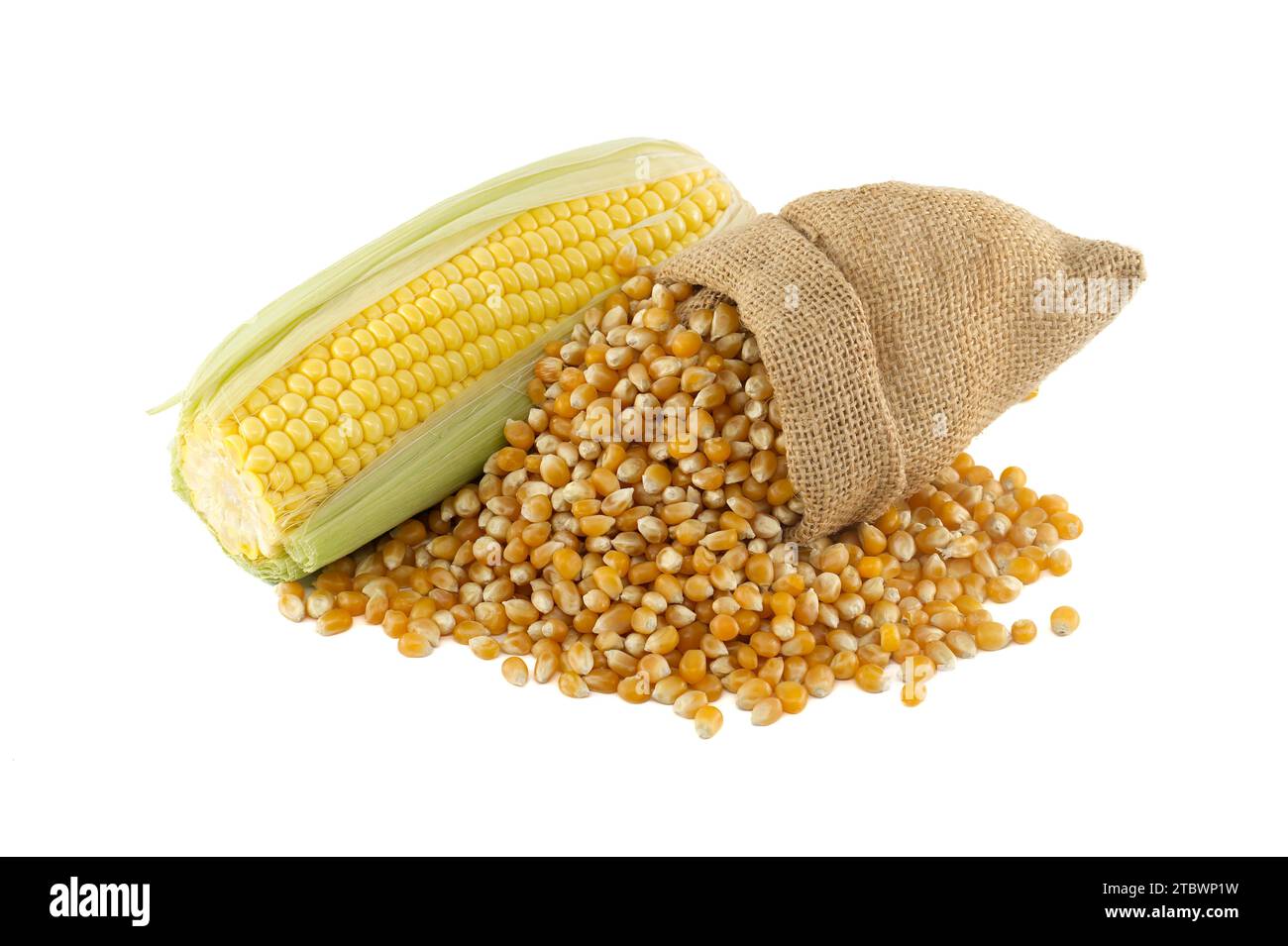 Corn kernels spilling from a hessian bag near fresh maize or corn on ...