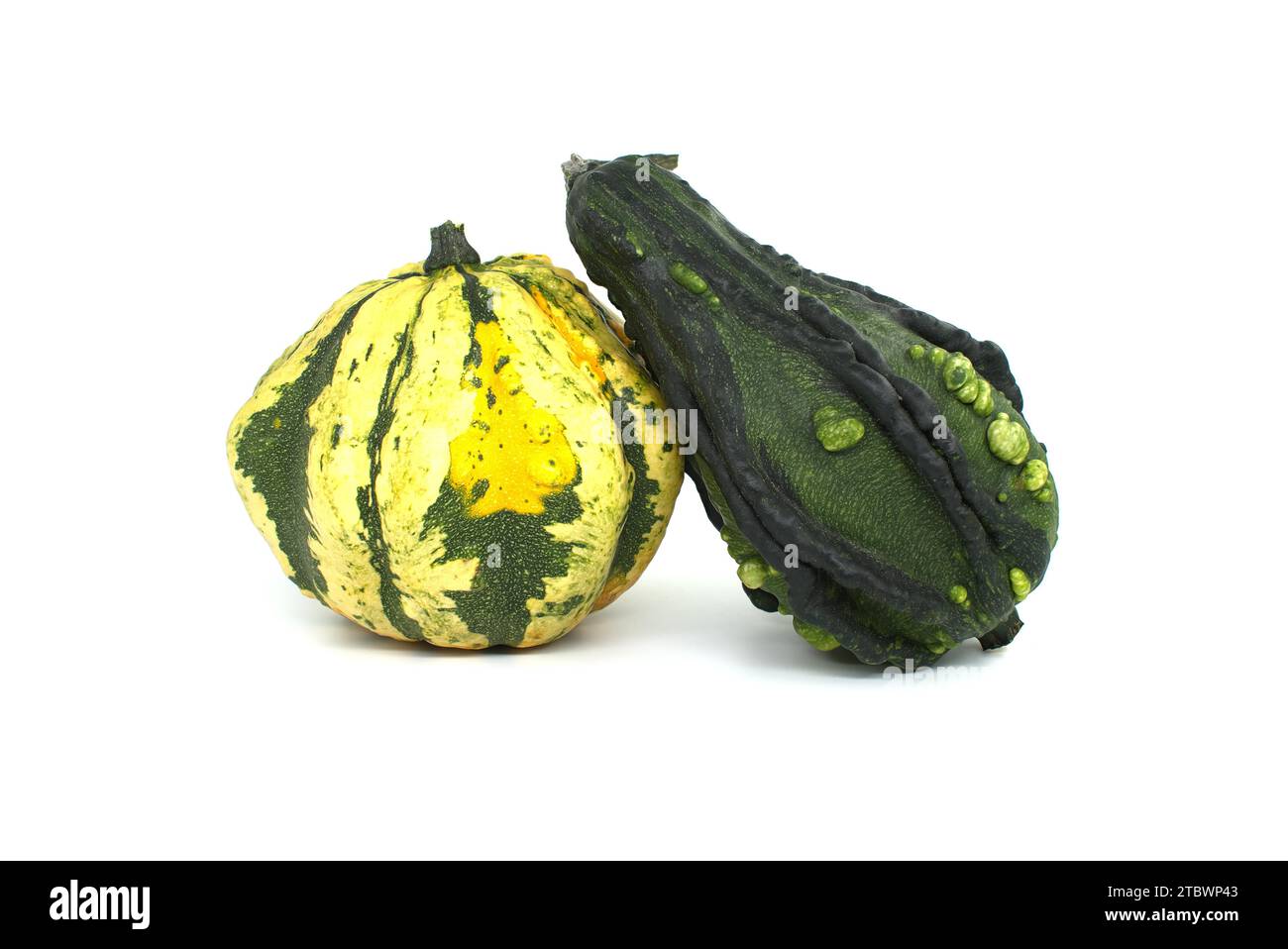 Decorative green warty pumpkins isolated on white background Stock ...