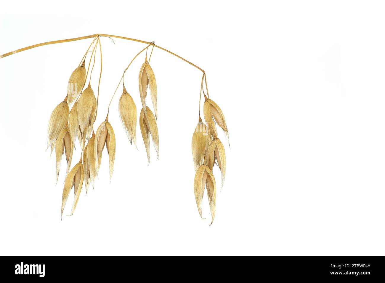 Oat plant branch with ready to harvest oats grains isolated on white ...