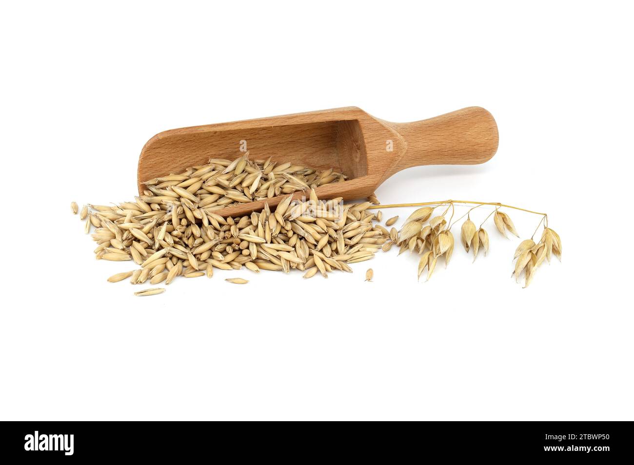 Heap of organic oat grains with hulls or husks in wooden scoop isolated ...