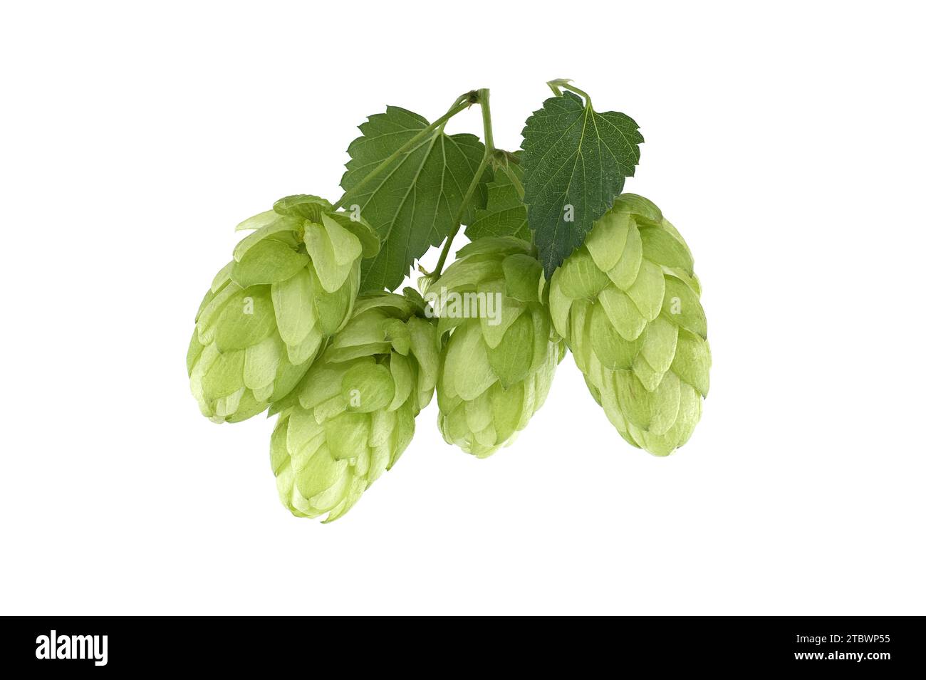 Hop flavor hi-res stock photography and images - Alamy