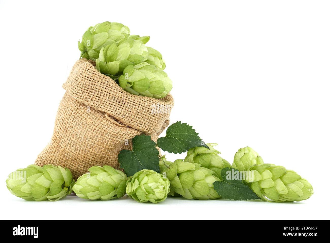 Beer or beverage still life with a fresh green hops cones spilling from ...