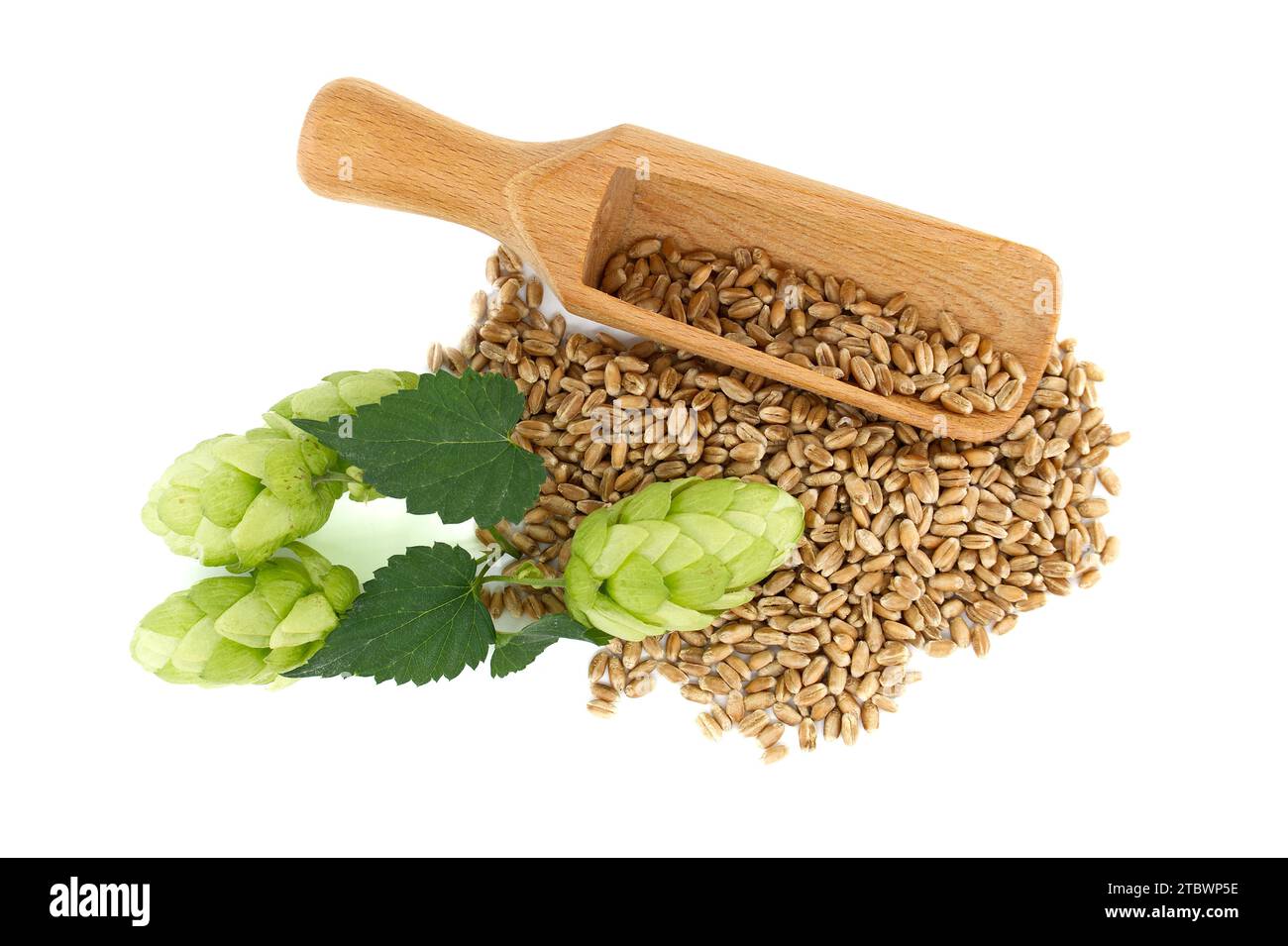 Fresh green hops cones near to wheat grain seeds spilling from wooden ...