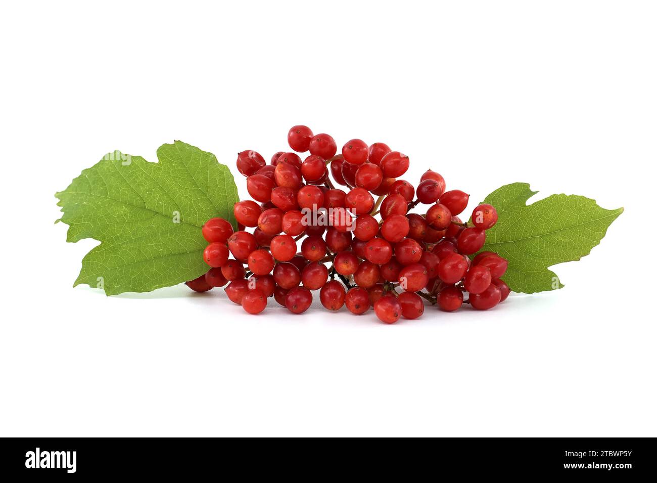 or Guelder Rose (Viburnum opulus) berries and leaves isolated on white ...