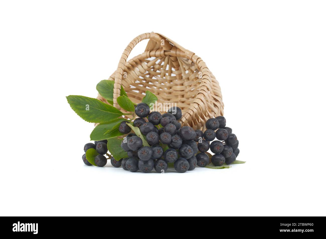Aronia, commonly known as the chokeberry, with leaves. Freshly picked ...
