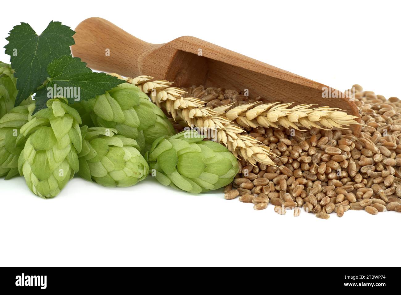 Hops cones near to wheat grain seeds spilling from wooden scoop ...