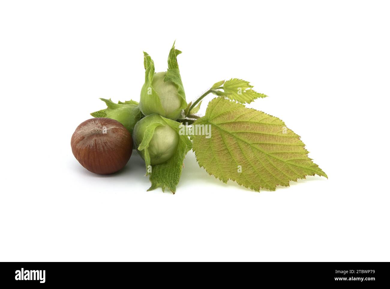 Young hazelnuts and ripe brown hazelnuts isolated on white background ...