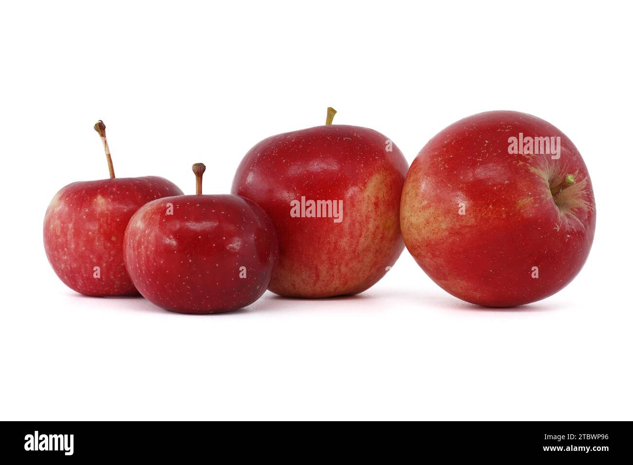 Red apples of different sizes isolated on a white background Stock ...
