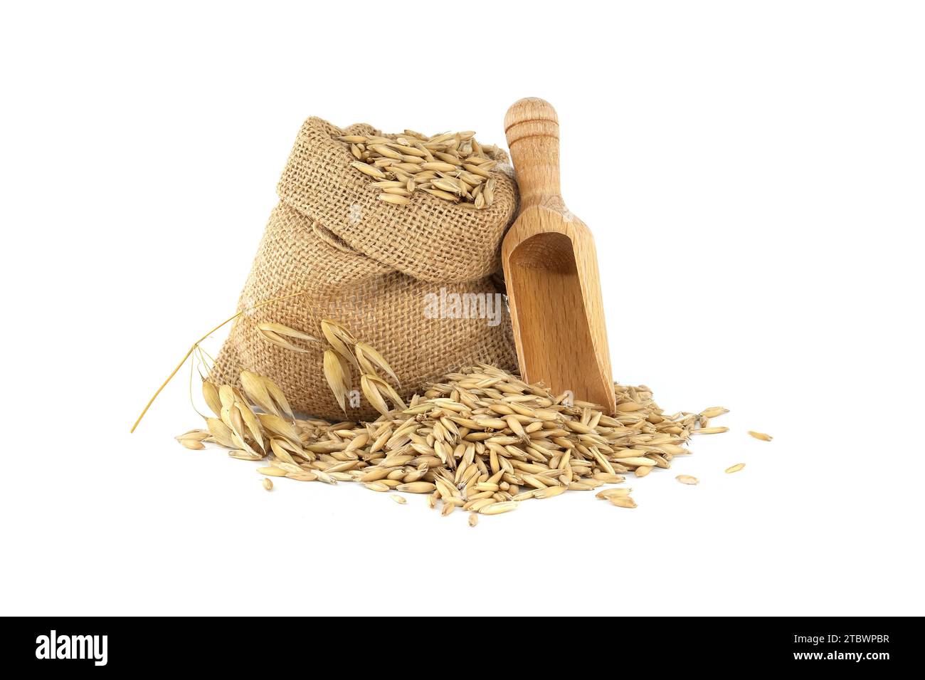 Oat grains with hulls or husks in burlap bag isolated on a white ...