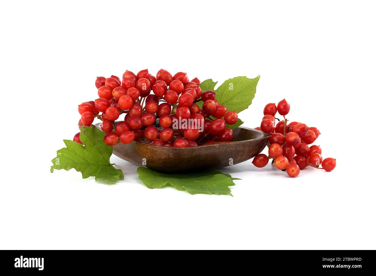 Guelder Rose (Viburnum Opulus) or plant berries and leaves isolated on ...