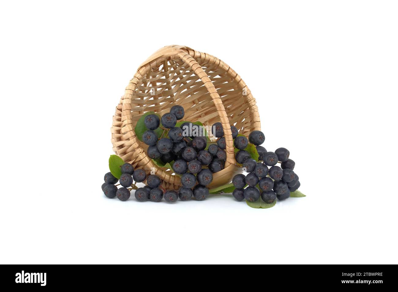 Aronia, commonly known as the chokeberry, with leaves. Freshly picked ...