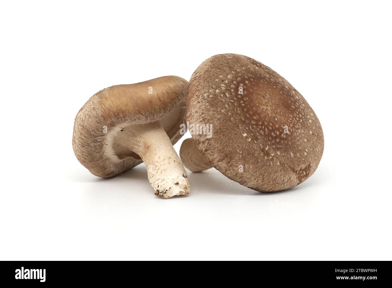 Shiitake (Lentinula edodes) mushrooms isolated on white background ...