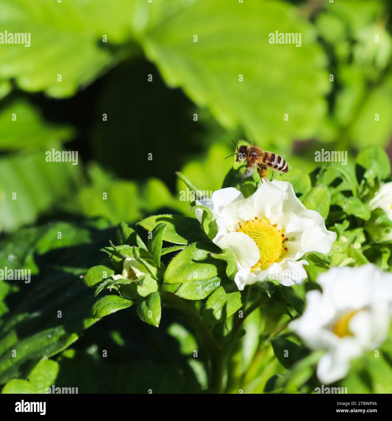 Blooming strawberry with flying bee on an organic farm. Gardening ...