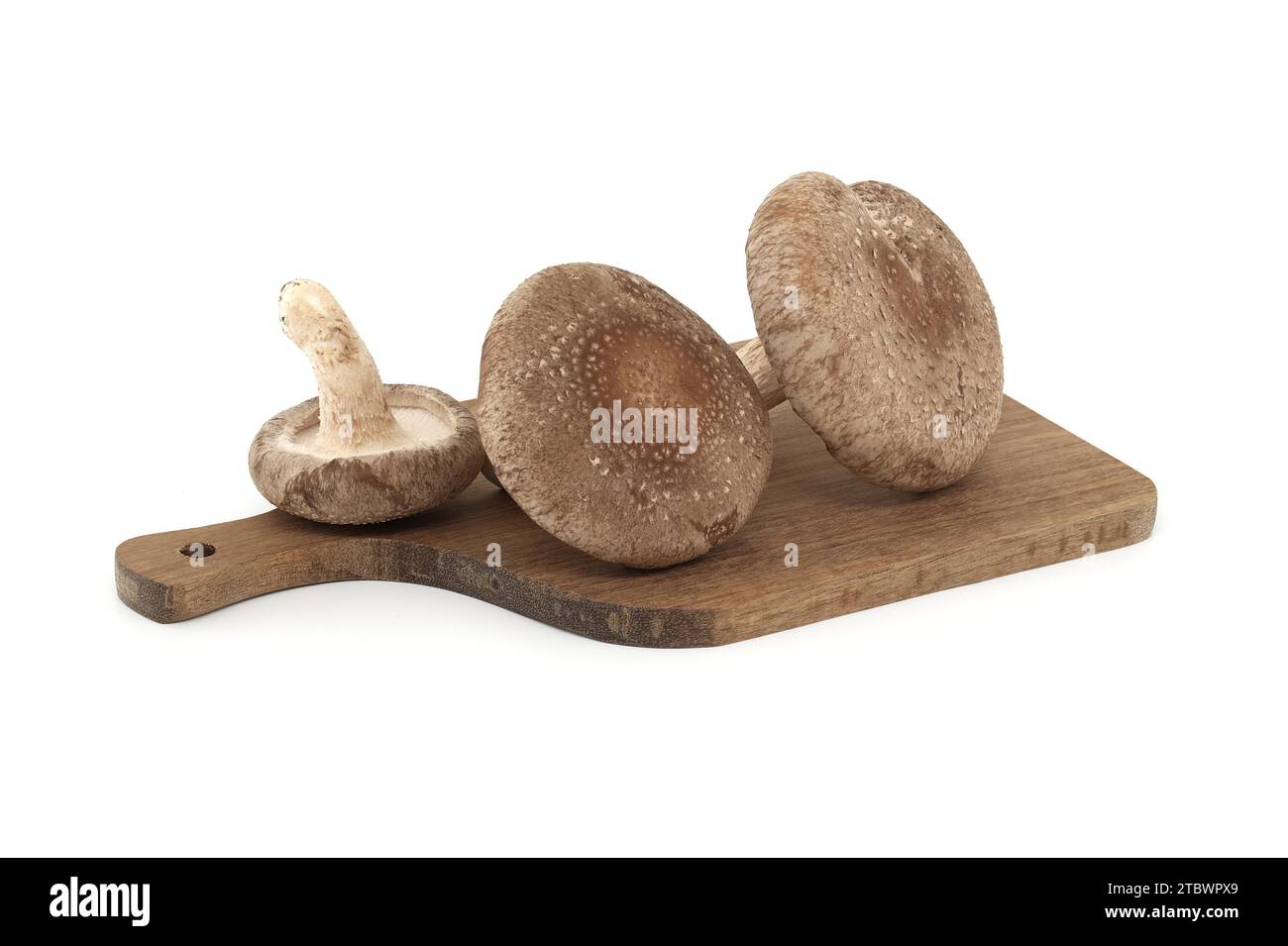 Fresh shiitake (Lentinula edodes) mushrooms isolated on white ...