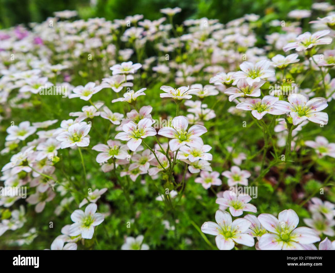 Delicate gardening hi-res stock photography and images - Alamy