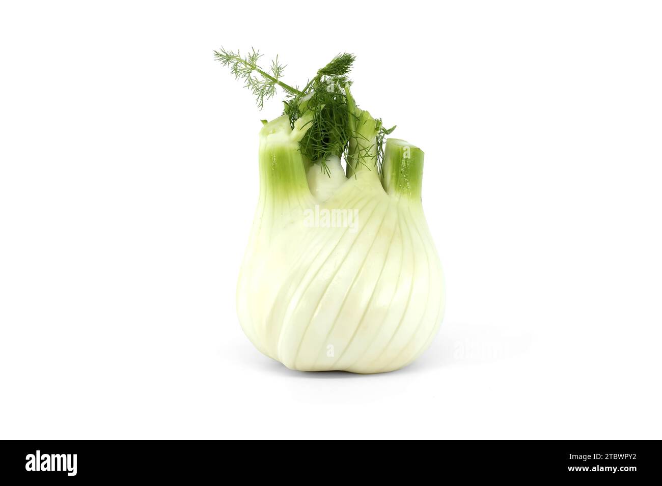Fennel bulb, single fresh fennel bulb with leaves on white background ...