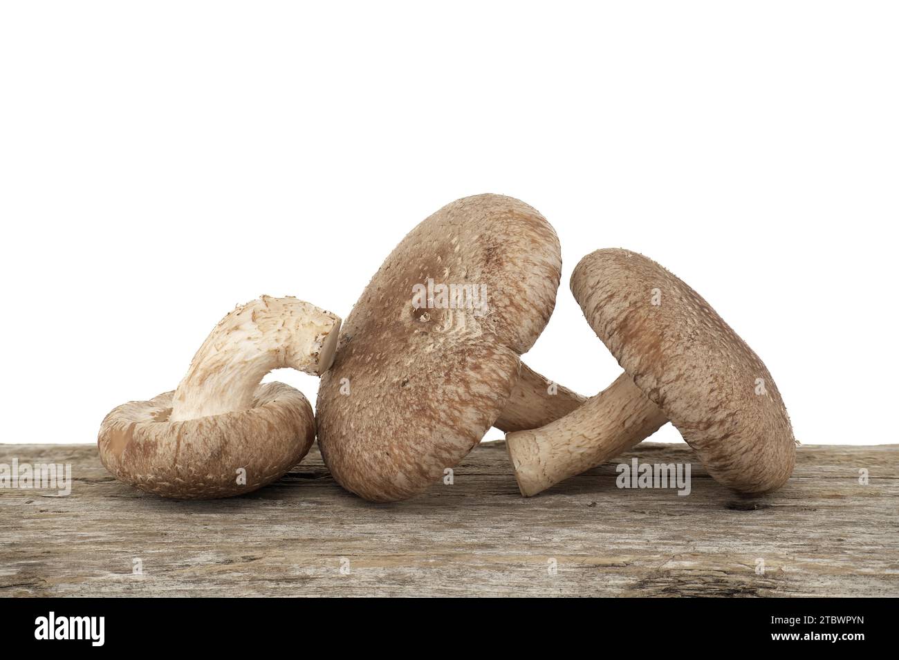 Shiitake (Lentinula edodes) mushrooms on a aged wood surface in front ...