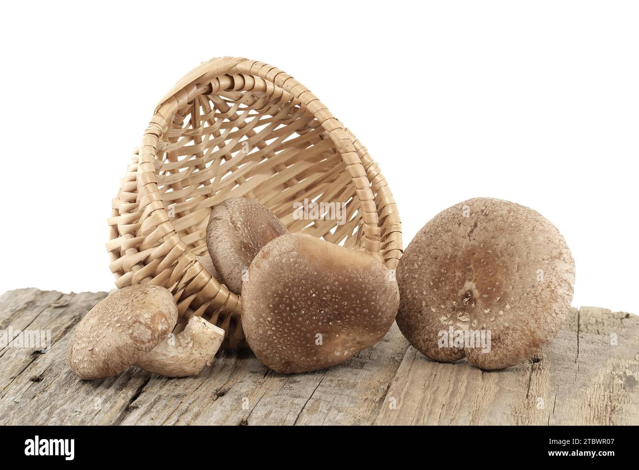 Shiitake (Lentinula edodes) mushrooms on a aged wood surface in front ...
