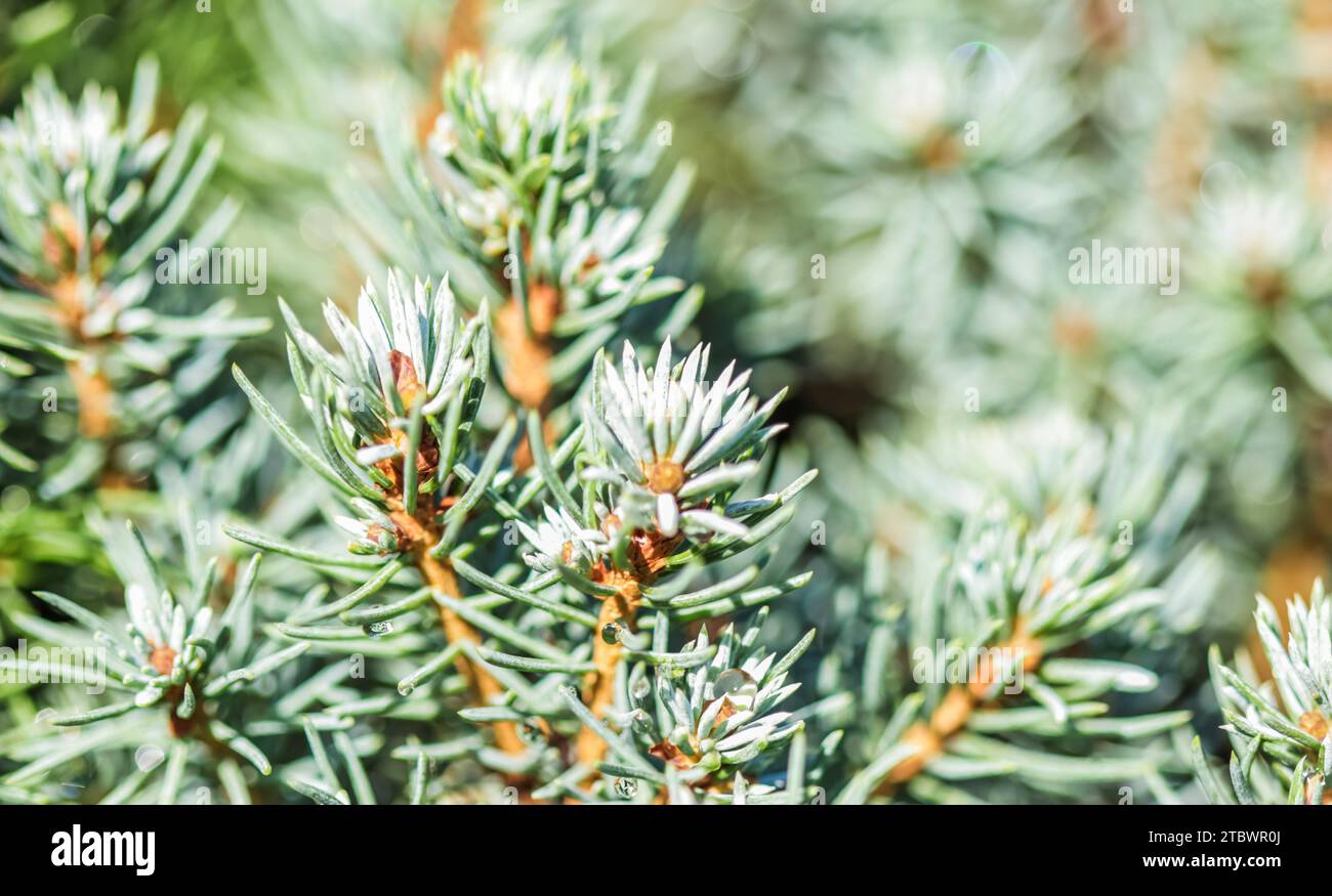 Picea glauca hi-res stock photography and images - Alamy