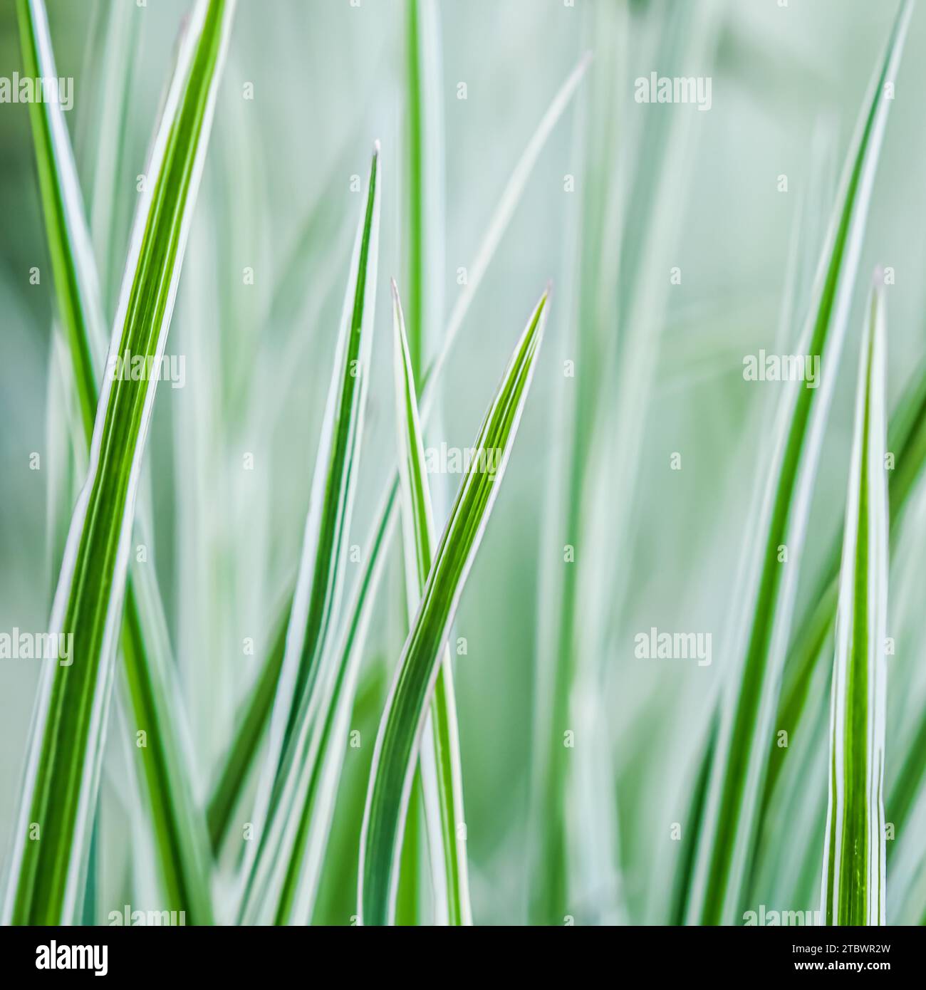 Decorative green and white striped grass. Arrhenatherum elatius ...