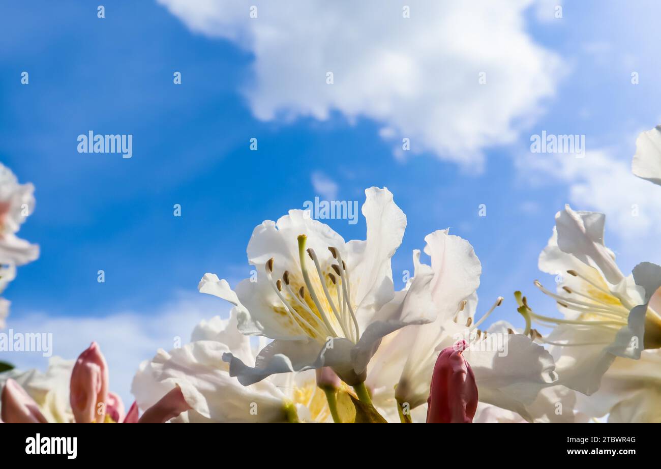 Beautiful petals of Rhododendron flower Cunningham's White on the ...