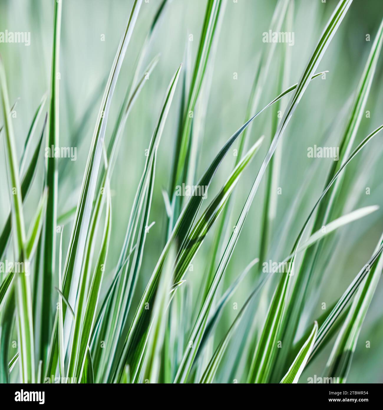Decorative green and white striped grass. Arrhenatherum elatius ...