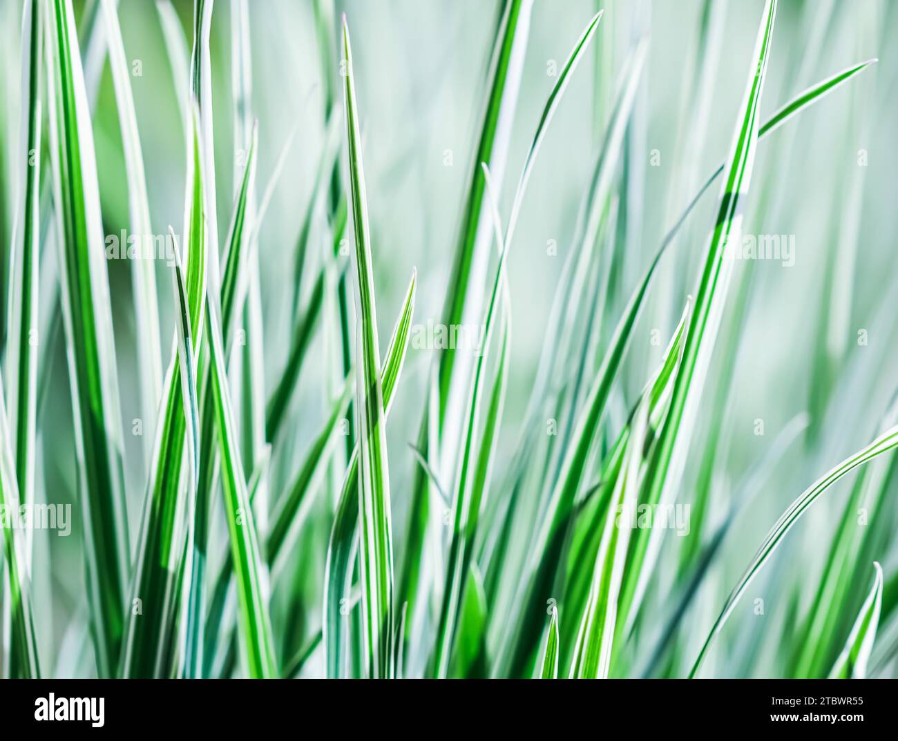 Decorative green and white striped grass. Arrhenatherum elatius ...