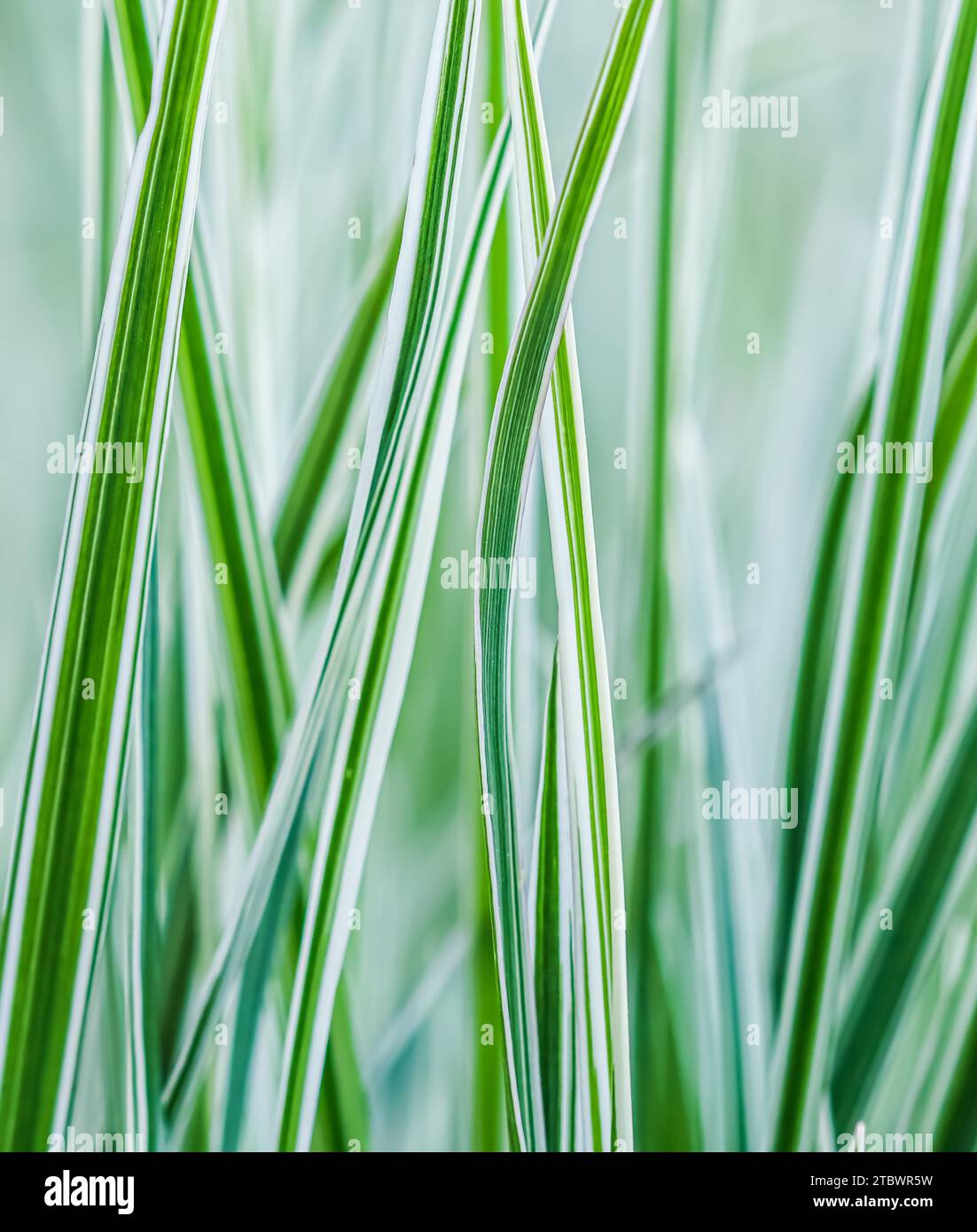 Decorative green and white striped grass. Arrhenatherum elatius ...