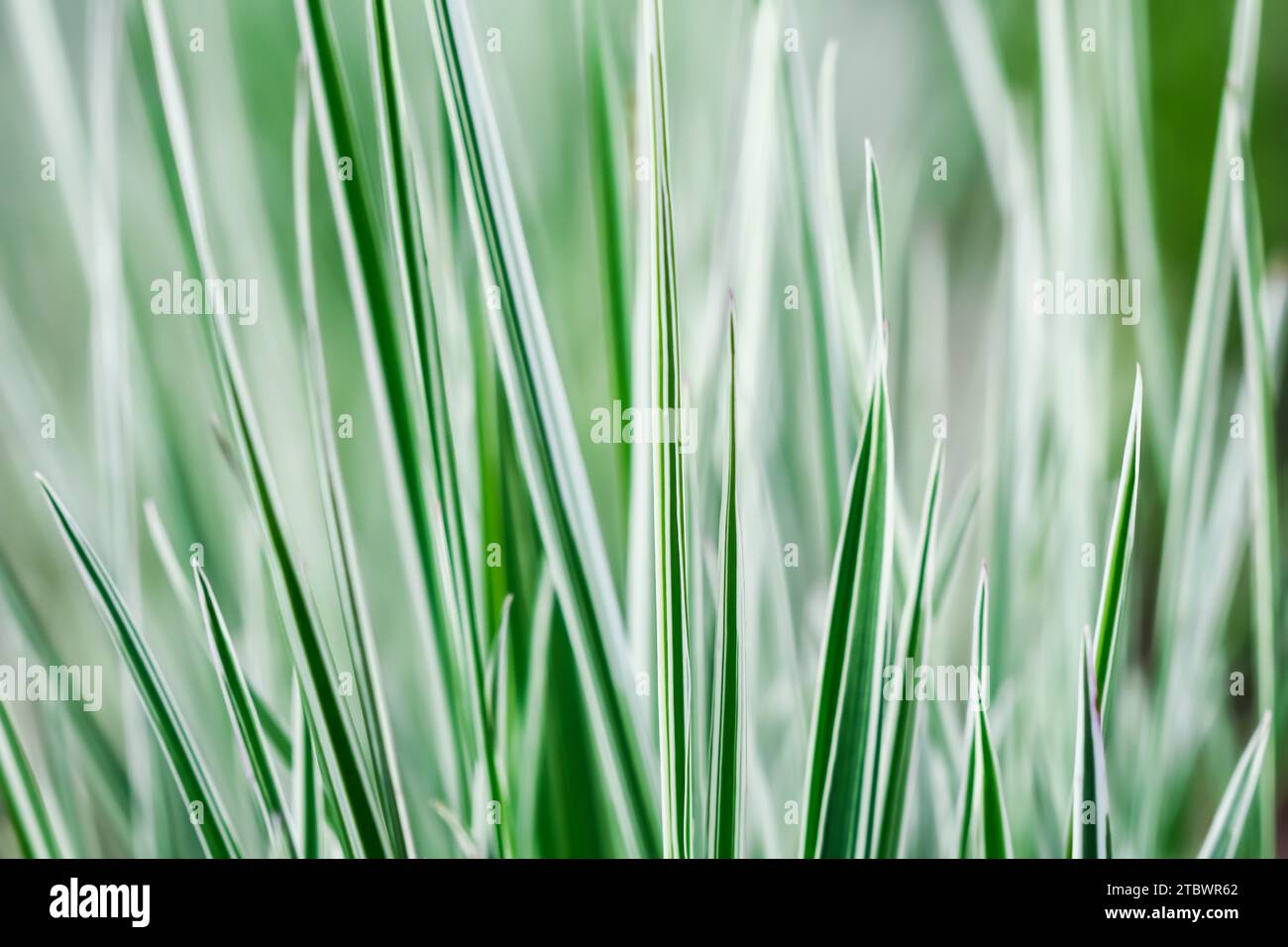 Decorative green and white striped grass. Arrhenatherum elatius ...