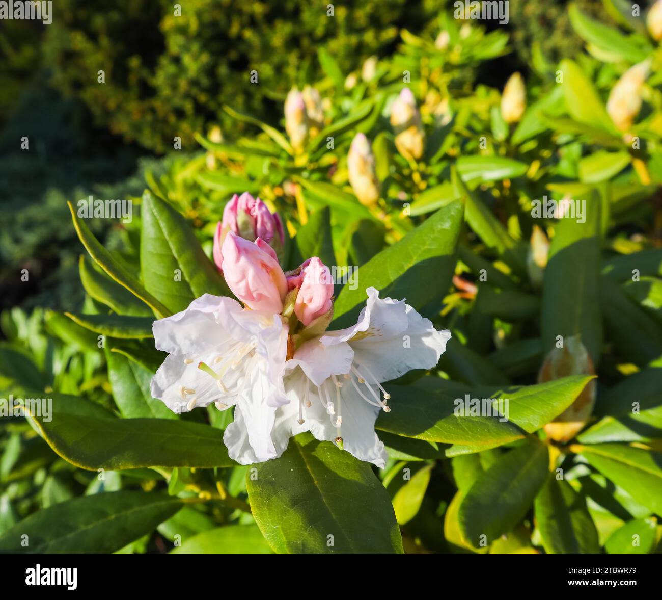Opening of beautiful white flower of Rhododendron 'Cunningham's White ...