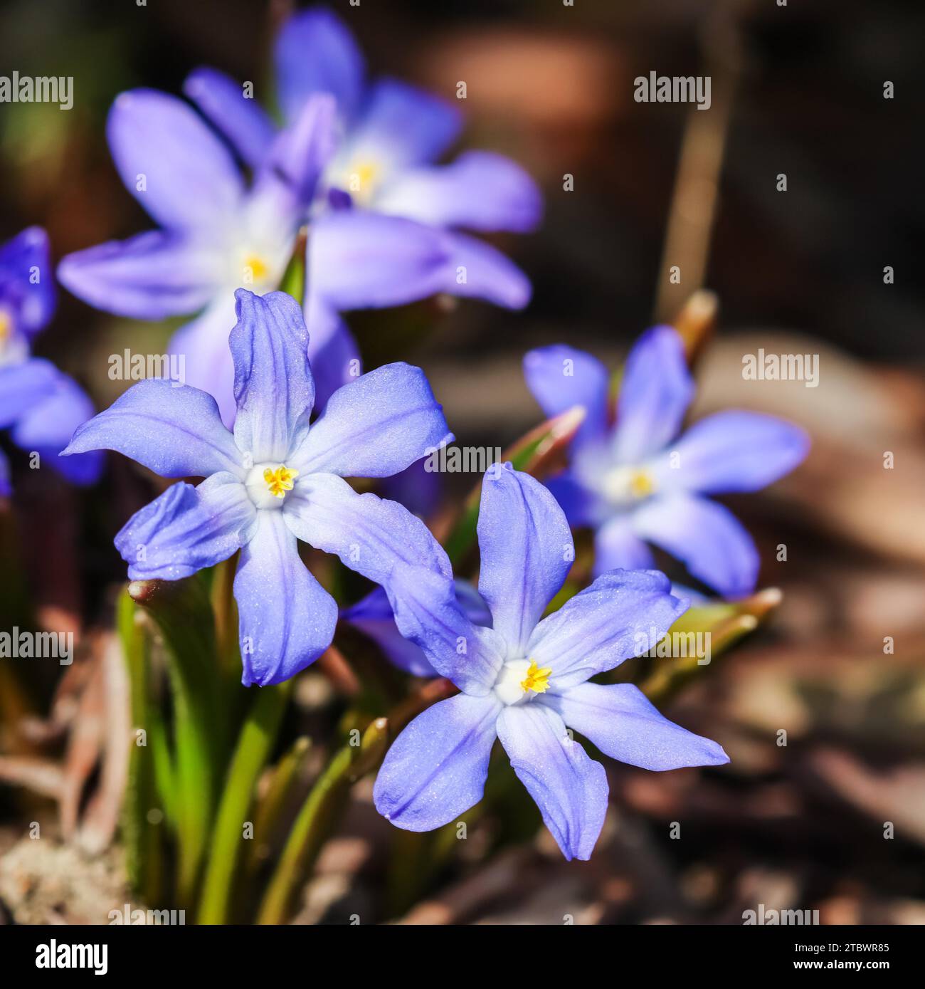 Blooming of beautiful blue flowers (Chionodoxa) in the spring garden ...