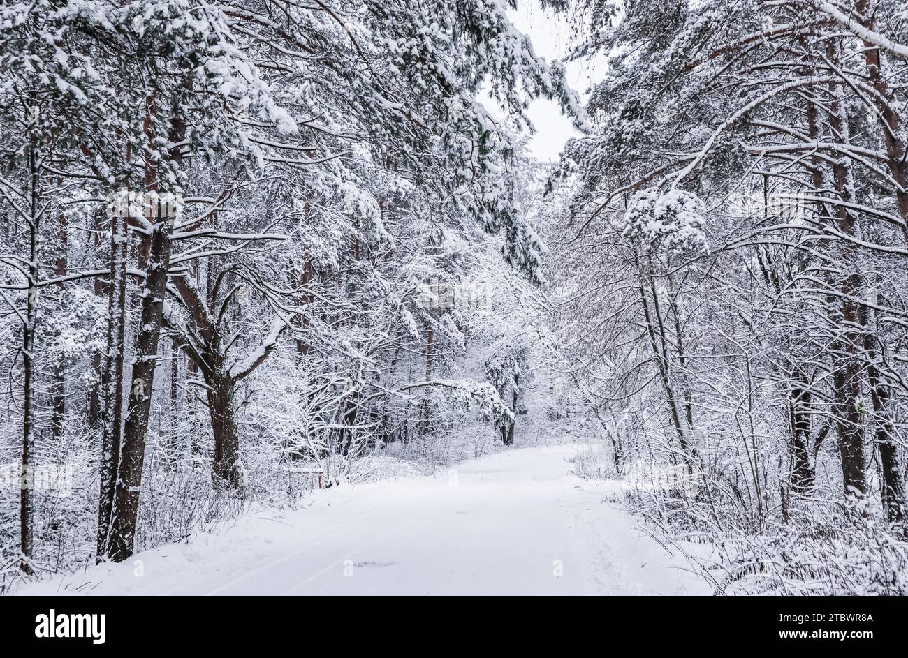 New forest snow capped trees hi-res stock photography and images - Alamy