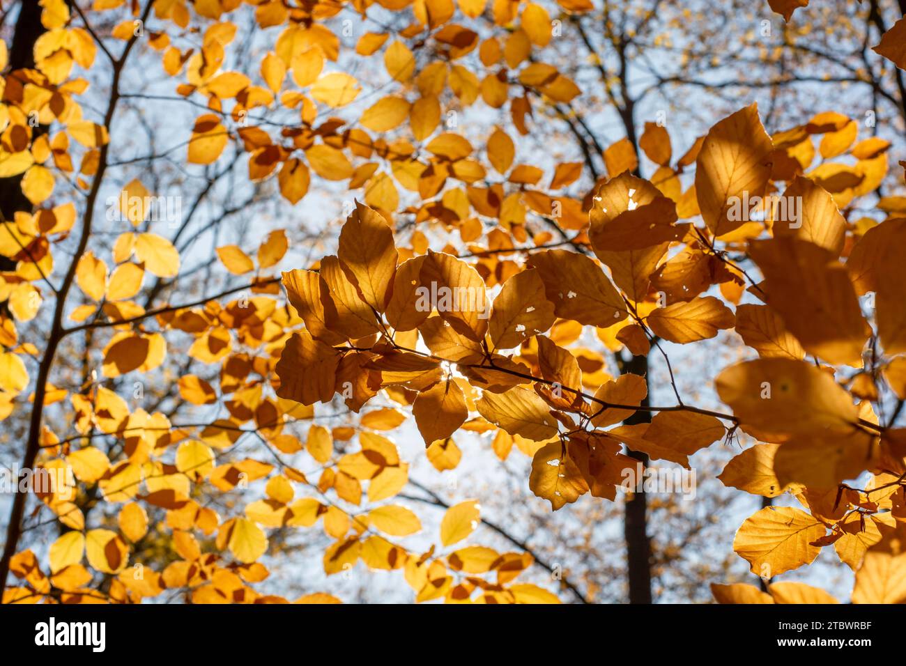 European beech (Fagus sylvatica) or common beech golden leaves in ...
