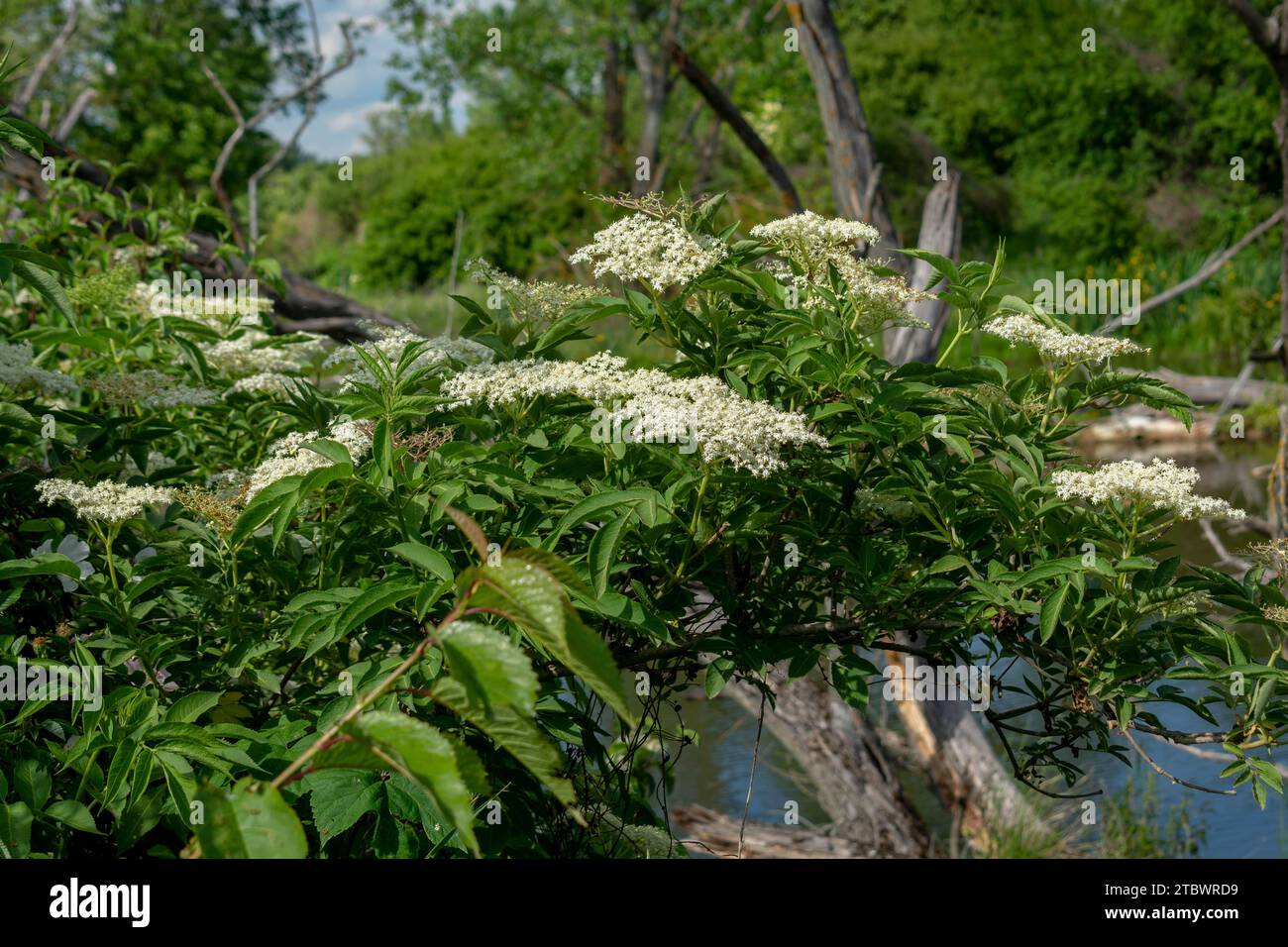 Elderberry (Sambucus nigra) flower and foliage. Plant is also known as ...