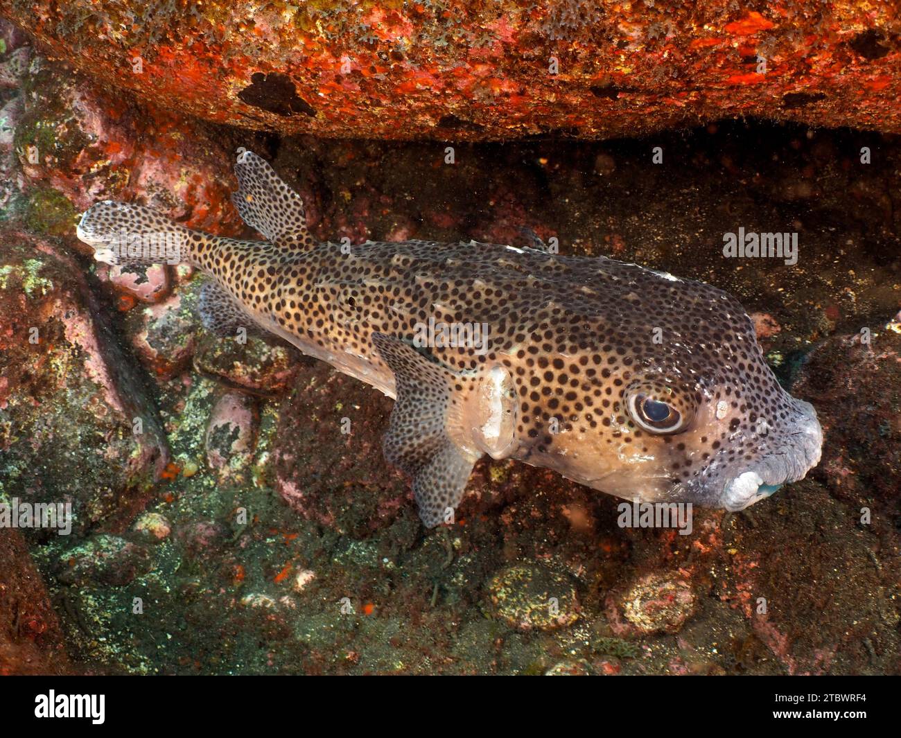 Chilomycterus reticulatus hi-res stock photography and images - Alamy