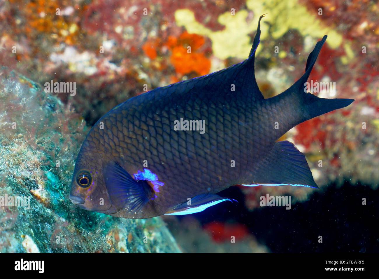 Neon reef perch (Abudefduf luridus), dive site El Cabron Marine Reserve ...