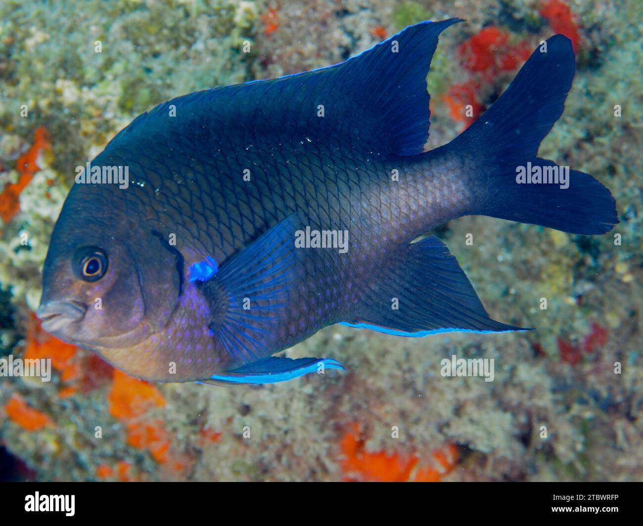 Neon reef fish (Abudefduf luridus), El Cabron marine reserve dive site ...