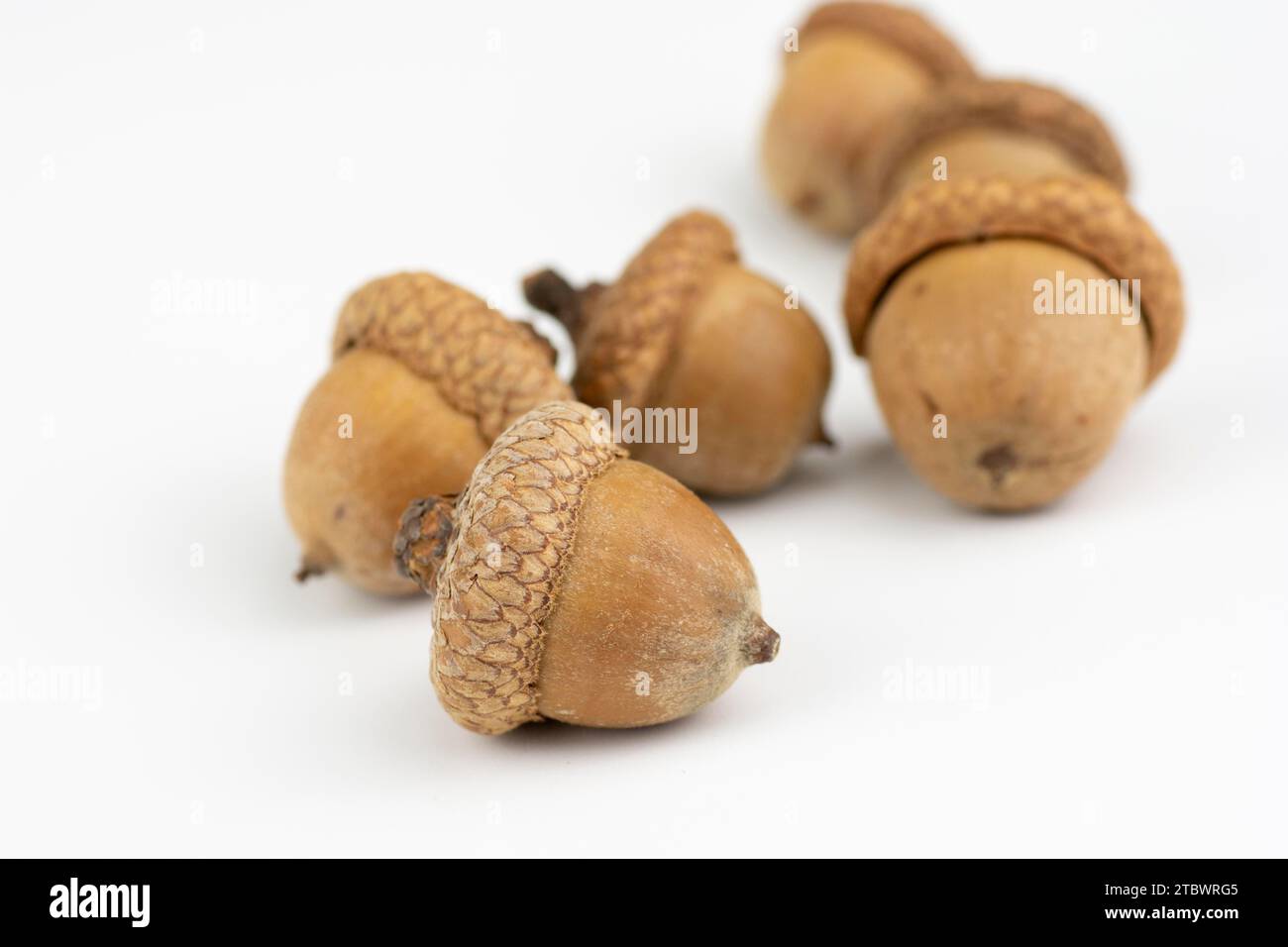 The northern red oak (Quercus rubra) acorns isolated on white ...