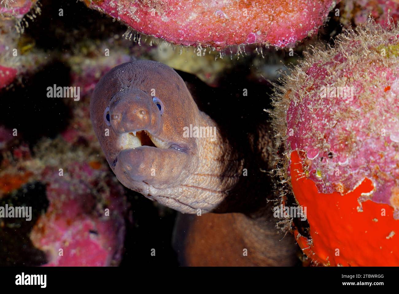Brown moray eel, mask moray eel (Gymnothorax unicolor) with open mouth ...