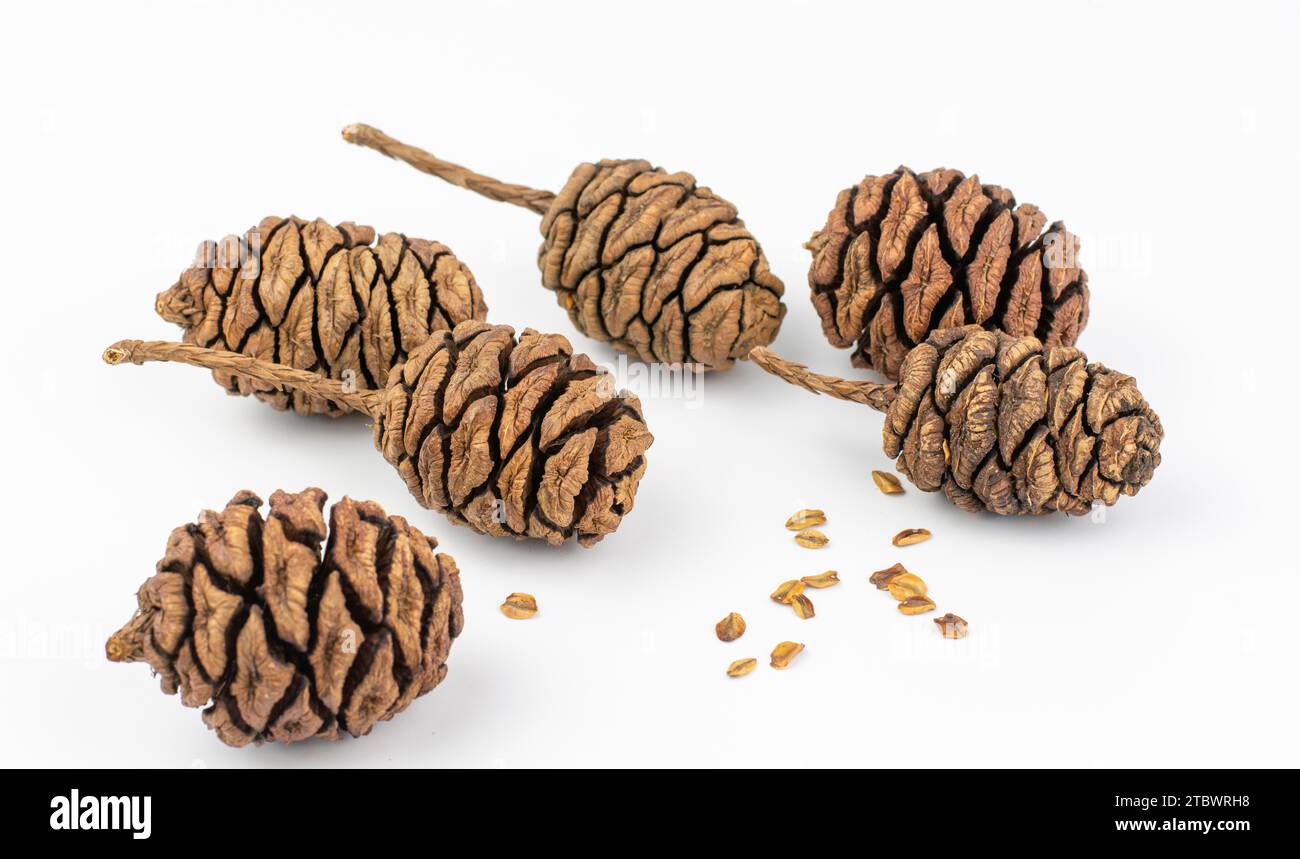 Giant sequoia (Sequoiadendron giganteum) cones isolated on white ...