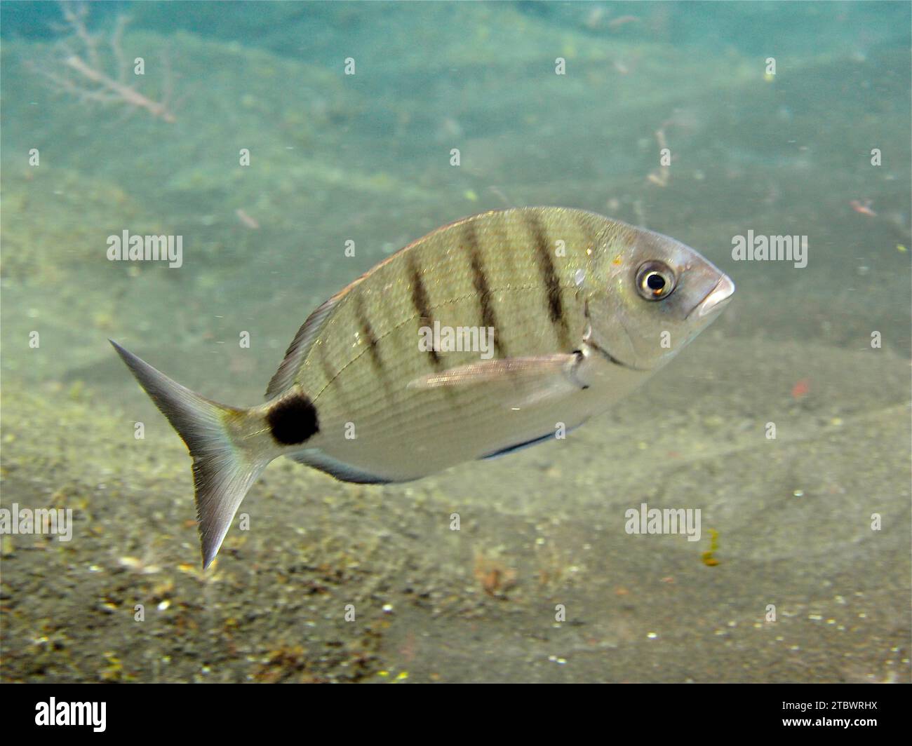 White seabream (Diplodus sargus), dive site Malpique, La Palma, Canary ...
