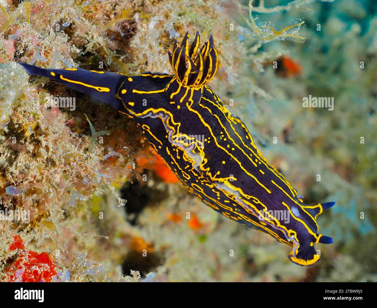 Yellow-violet star snail (Felimare Picta), dive site Pasito Blanco Reef ...