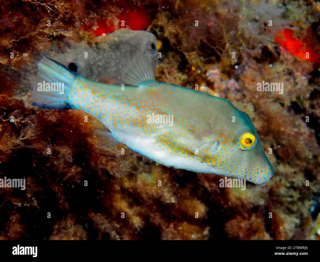 Sharphead pufferfish (Canthigaster rostrata), El Cabron marine reserve ...