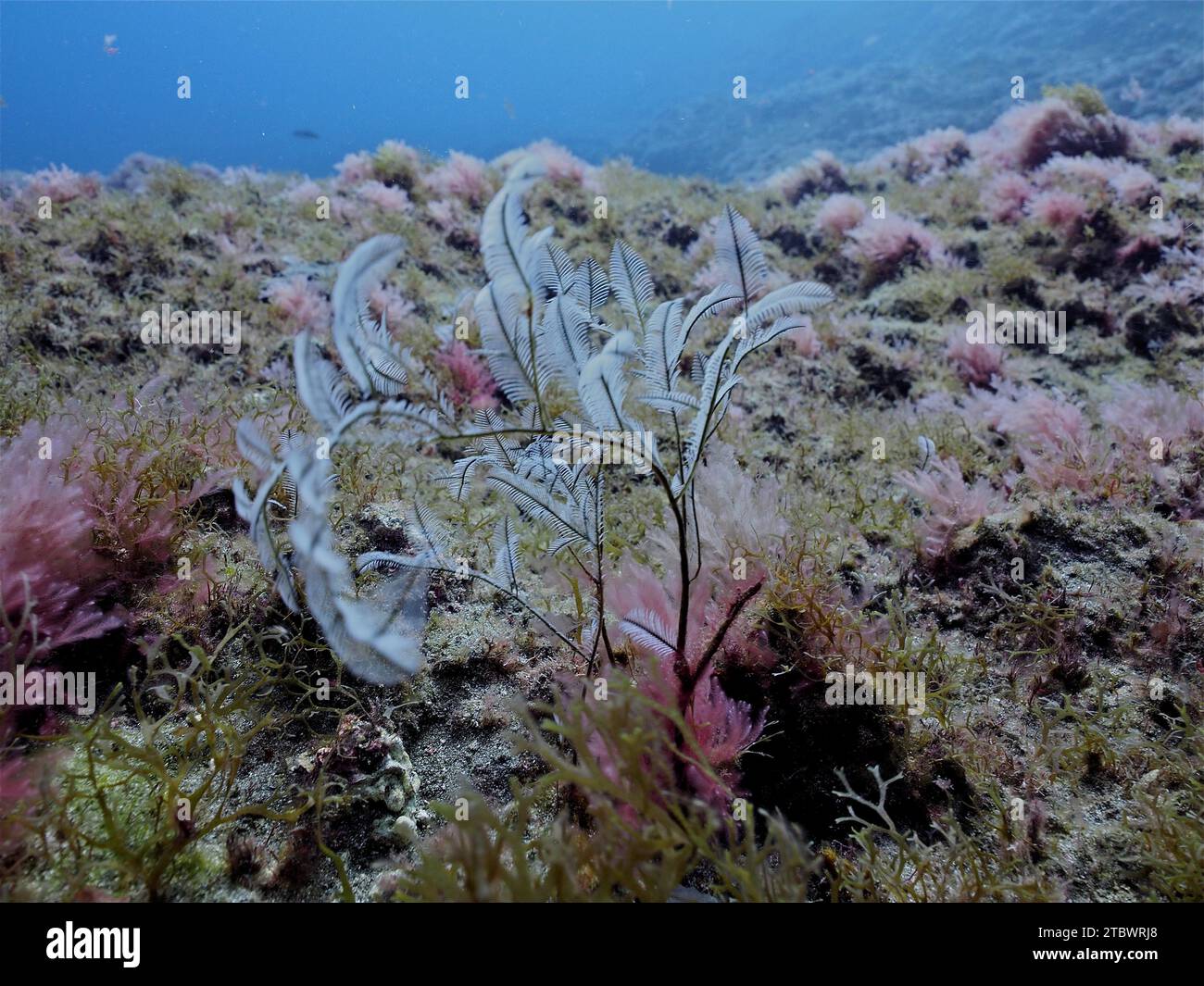 Philippine fern (Macrorhynchia philippina), cnidarian, dive site El ...