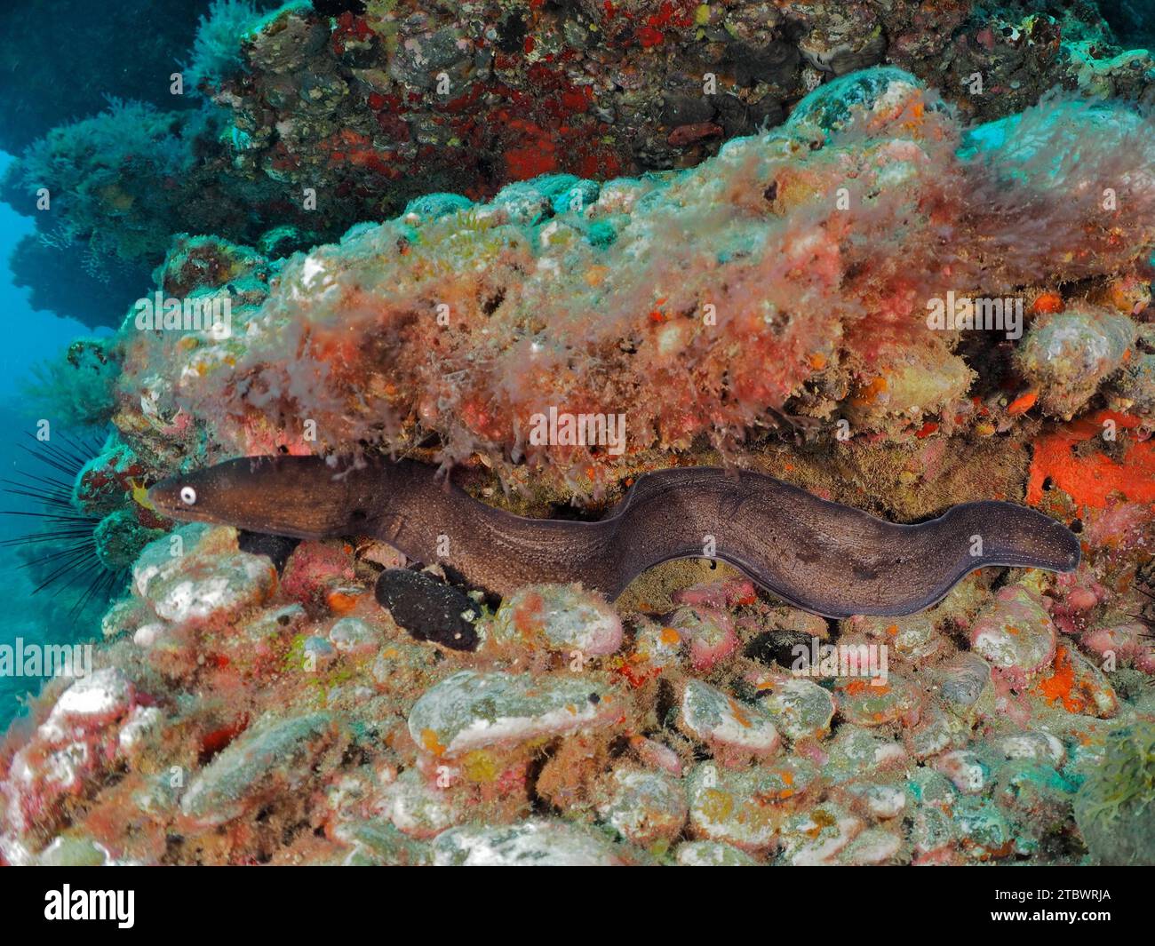 Black moray eel (Muraena augusti), Pasito Blanco reef dive site ...
