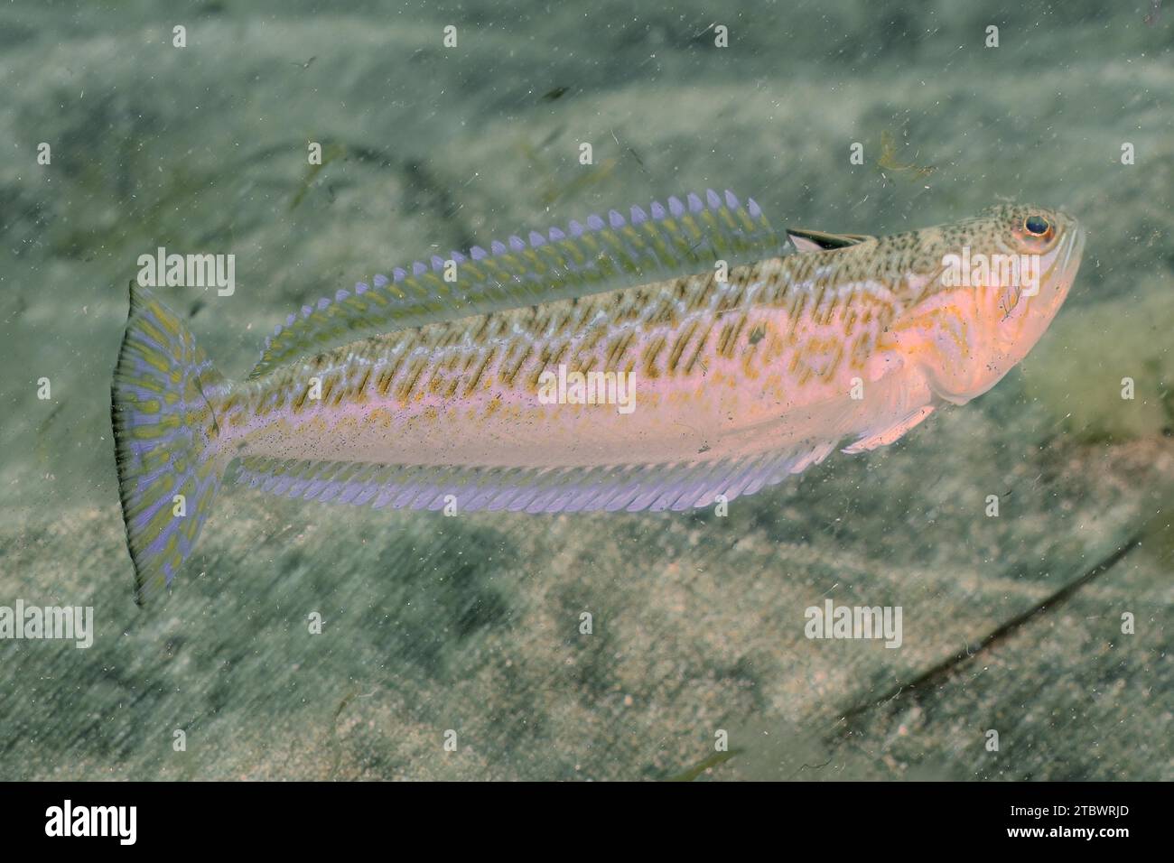 Greater weever (Trachinus draco), El Cabron marine reserve dive site ...