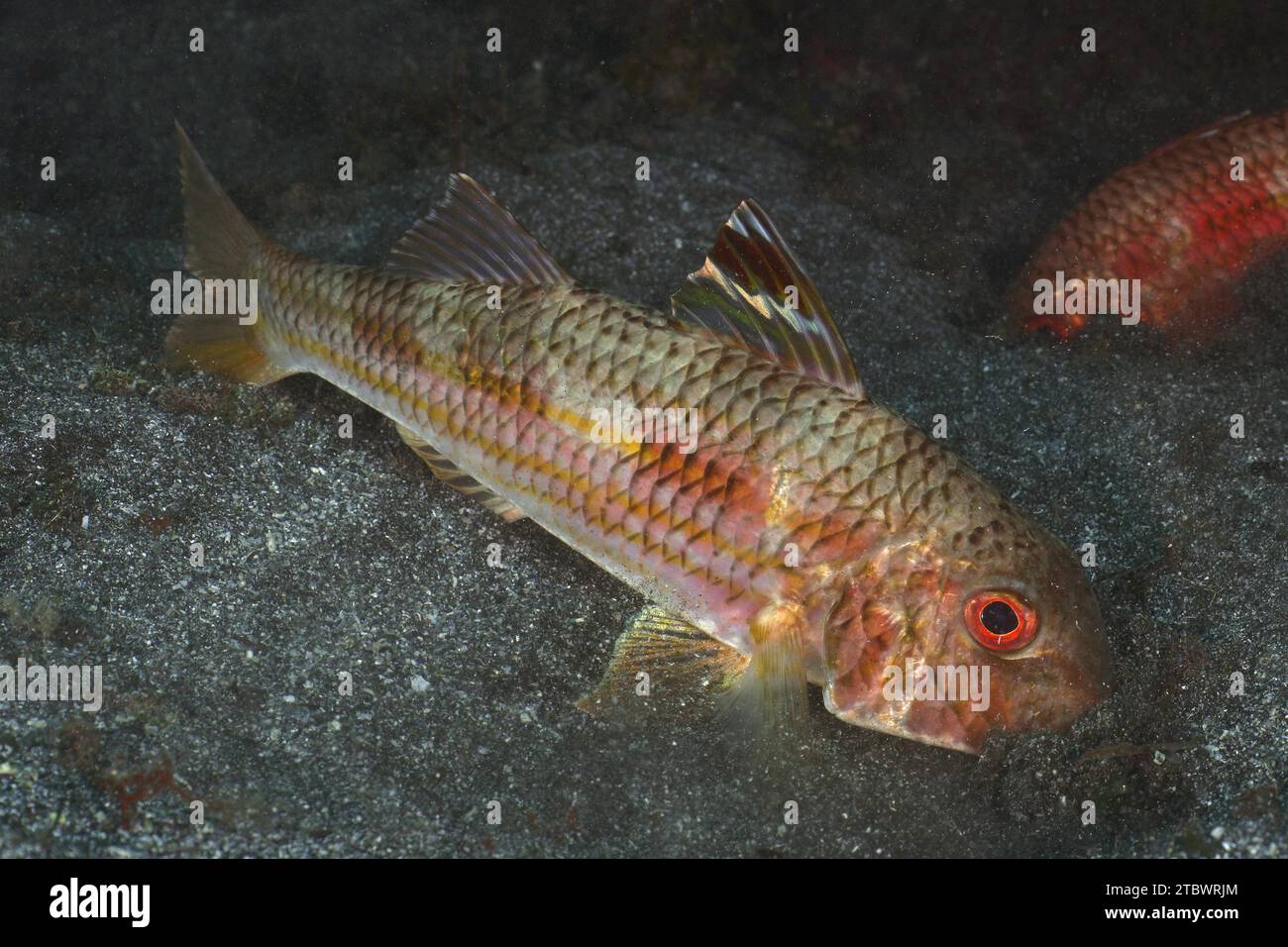 Striped mullet hi-res stock photography and images - Alamy