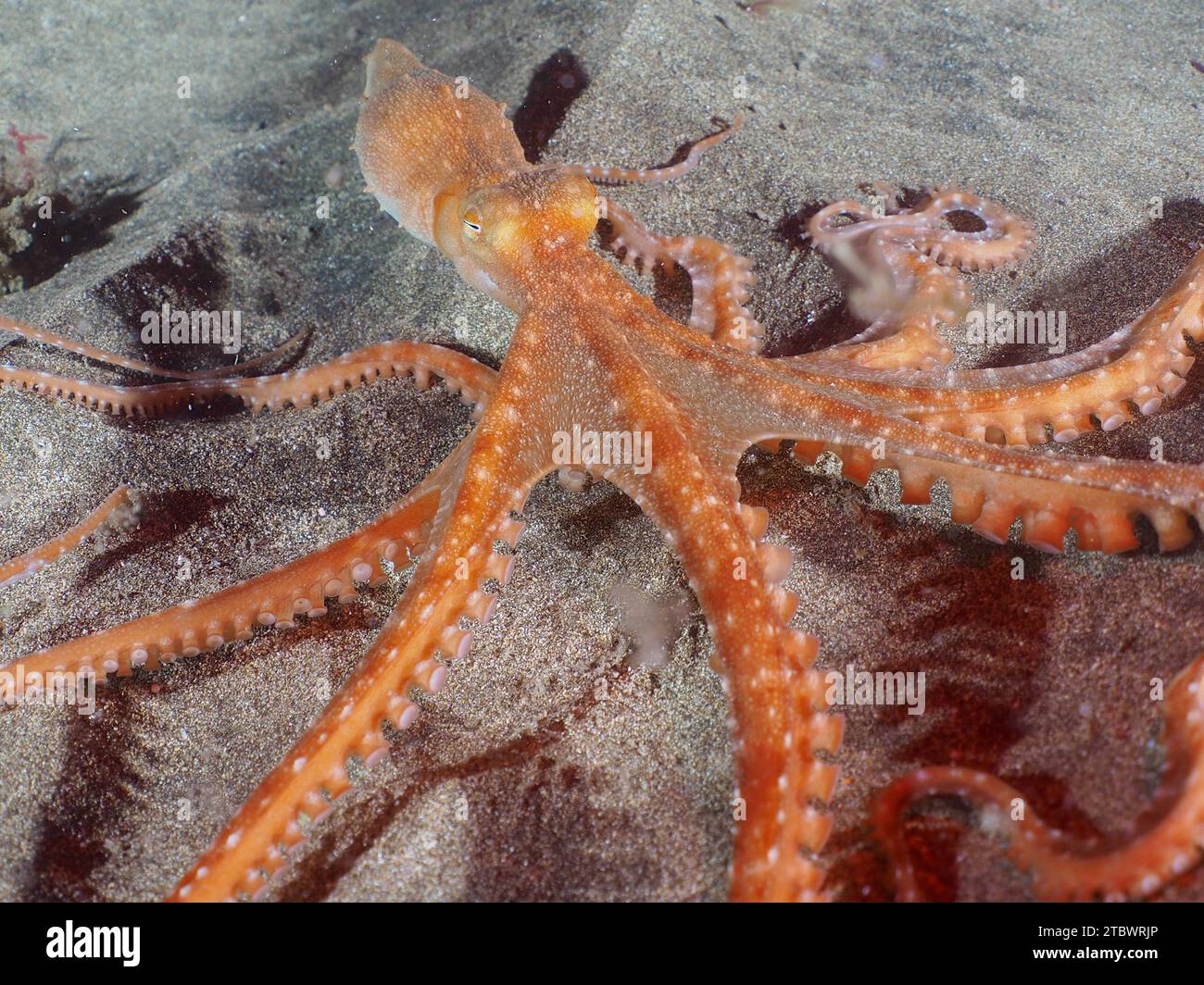 White spotted octopus (Callistoctopus Octopus macropus) at night. Dive ...