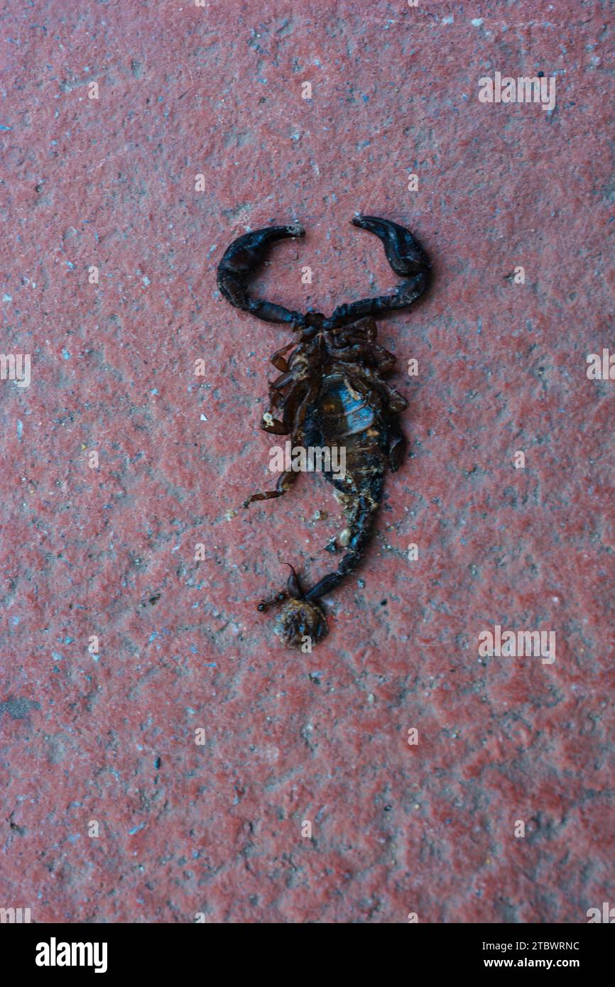 Dead scorpion hi-res stock photography and images - Alamy